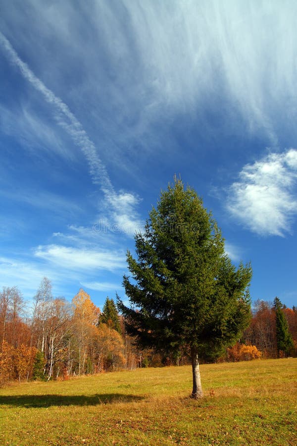 Autumn Landscape with Fir Tree Stock Image - Image of october, grass ...