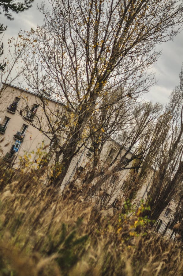 Bare Flowerless Tree Stock Photos - Free & Royalty-Free Stock Photos ...