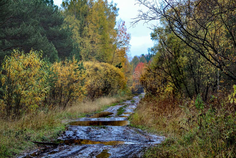 Autumn Landscape With Forest Picture. Image: 95997108
