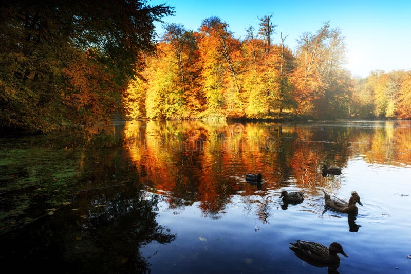 Autumn Landscape with Forest Lake Stock Image - Image of natural ...
