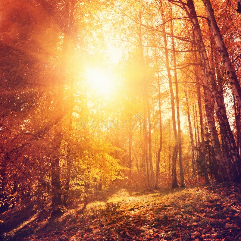 Autumn landscape stock image. Image of gold, forest, green - 46021577