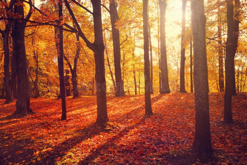 Park in autumn stock image. Image of fallen, foliage, reddish - 3293049