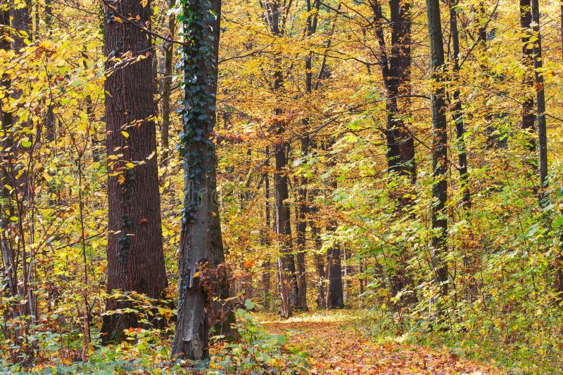 Autumn Landscape in the Forest with a Path Deep into the Forest Stock ...