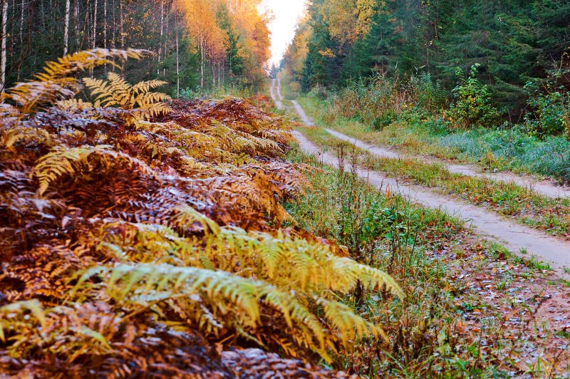 Autumn Landscape, Forest Road in Autumn Leaves Stock Image - Image of ...