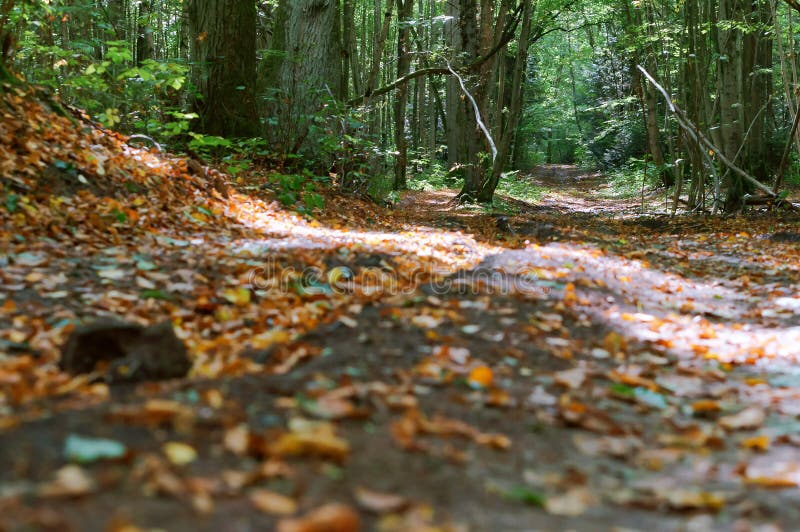Autumn Landscape, Forest Road in Autumn Leaves Stock Image - Image of ...