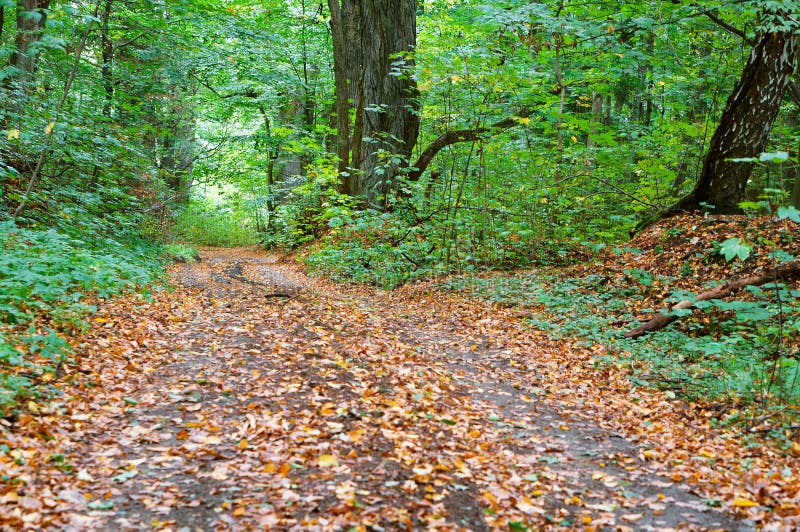 Autumn Landscape, Forest Road in Autumn Leaves Stock Photo - Image of ...