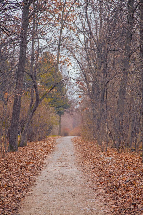 Autumn Landscape Forest. Yellow Trees and Path with Leaves Stock Photo ...