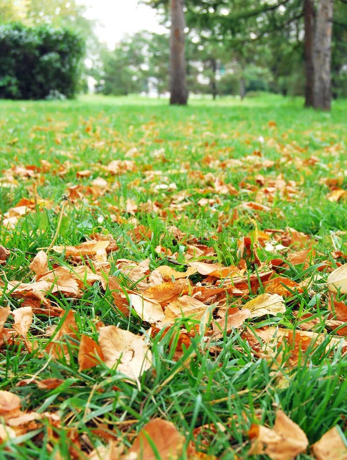 Autumn Landscape with Grass. Stock Image - Image of leaf, green: 12443115