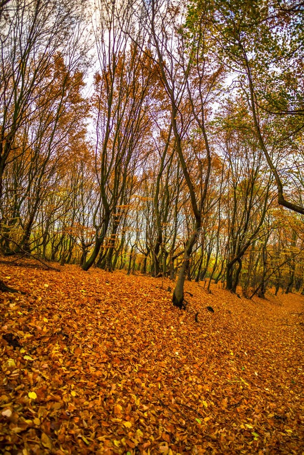 Autumn Landscape Inside of the Forest Stock Image - Image of algonquin ...