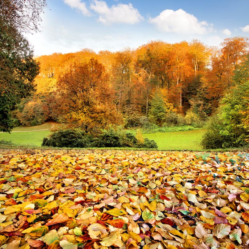Autumn Landscape. the Leaves in the Foreground. Stock Photo - Image of ...