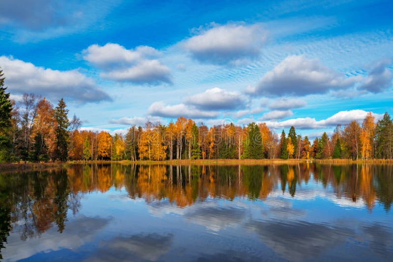 A line of trees stock image. Image of trees, pavapuri - 105118263