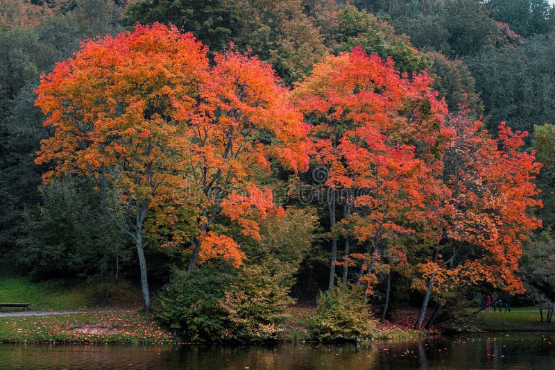 Autumn Landscape in Lithuania. Public Park in Vilnius. Stock Photo ...