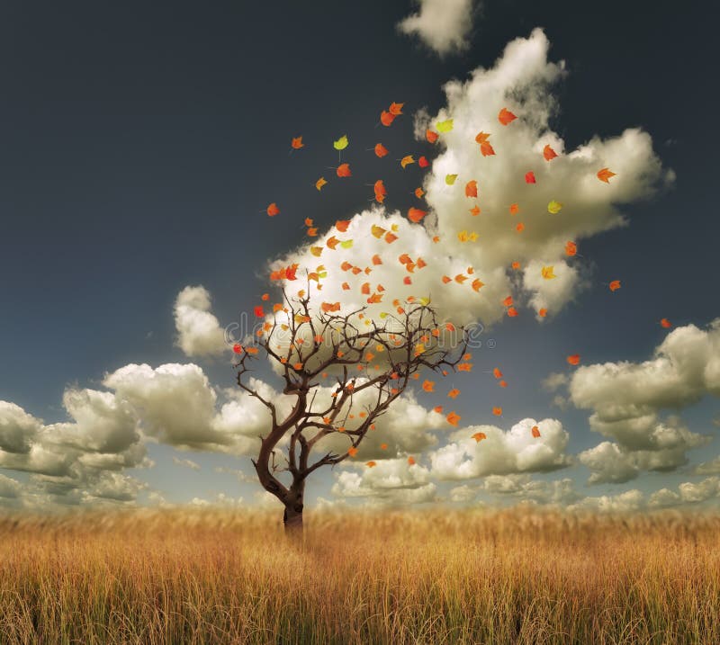 Leaves Blowing Off Heart Shaped Tree Stock Photo - Image of grass ...