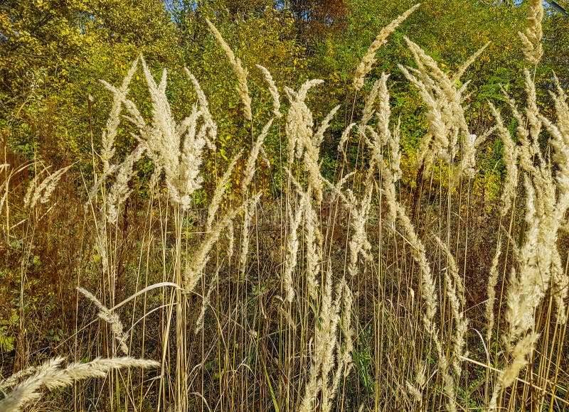 Autumn Landscape. Long Dry Grass Stock Image - Image of grass, field ...