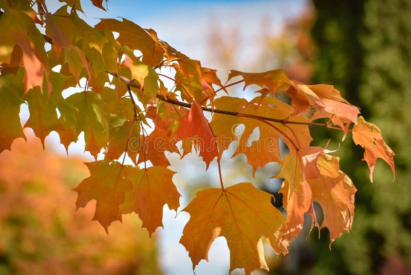 Autumn Landscape with a Maple Leaf Falling from a Tree in a Garden ...