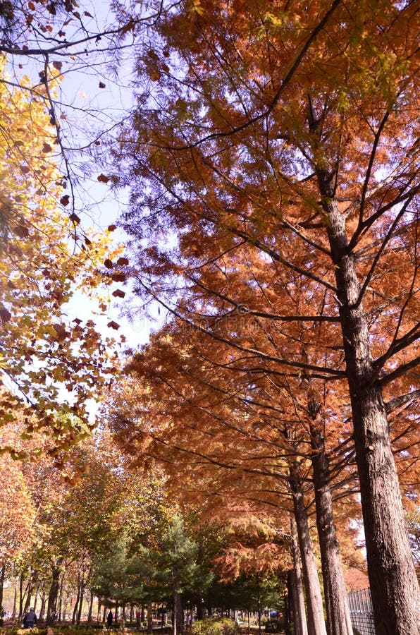 Autumn landscape stock photo. Image of autumn, moss, cloud - 81295226