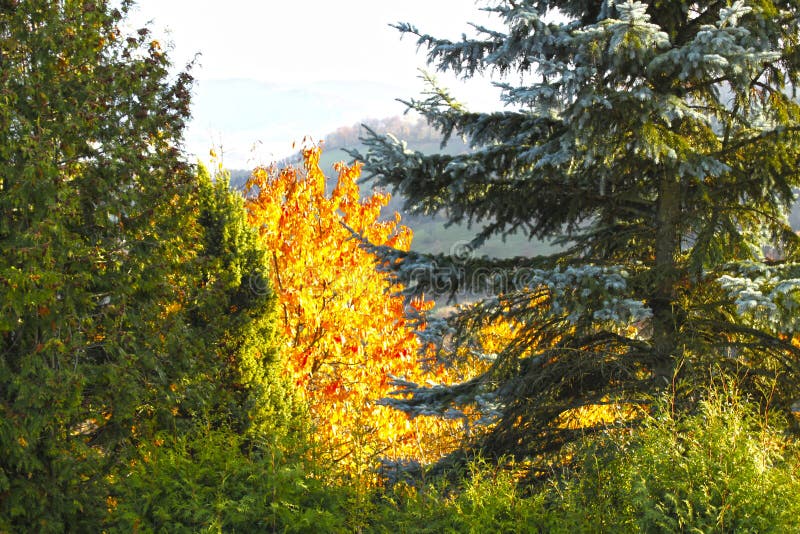Autumn Landscape in the Mountains Stock Image - Image of flora, autumn ...