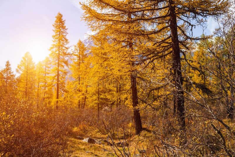 Autumn Landscape in the Mountains with Golden Larches. Canada. Stock ...