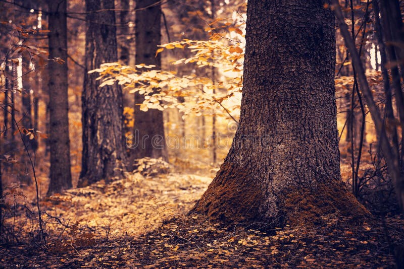 Autumn in the Old Magic Forest. Stock Image - Image of green, autumn ...