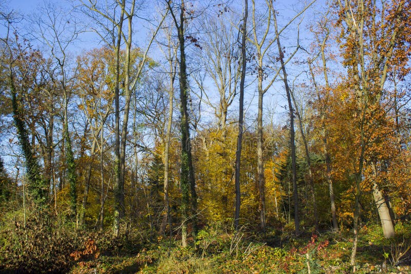 Autumn Landscape - November Forest, Germany Stock Image - Image of ...