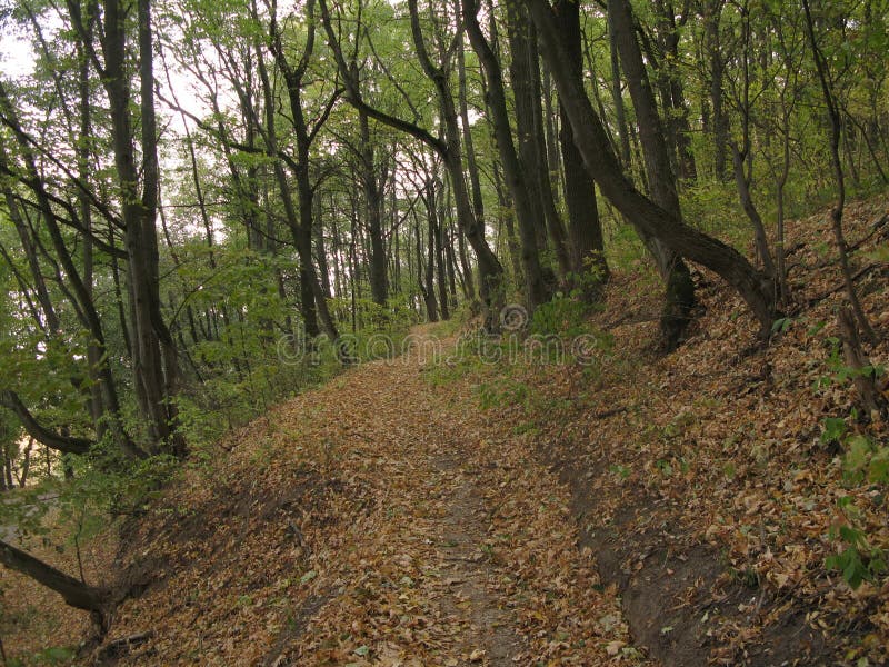 Autumn landscape stock photo. Image of grove, autumn - 93814848
