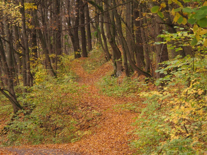 Autumn landscape stock image. Image of autumnal, forest - 93817483
