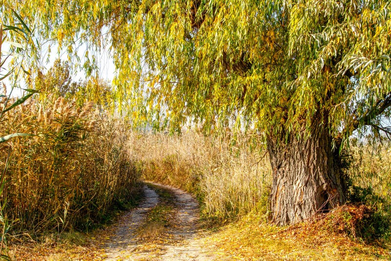 Autumn Landscape Old Willow in the Reeds by the Road Stock Image ...