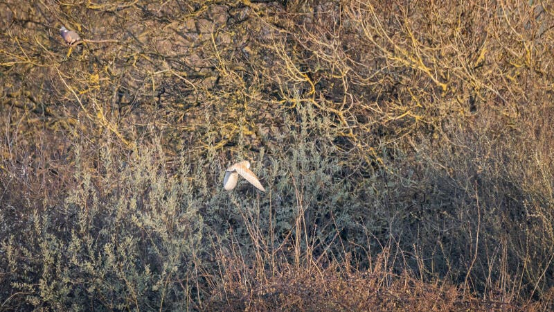 Autumn Landscape with an Owl Flying Over the Trees. Stock Image - Image ...