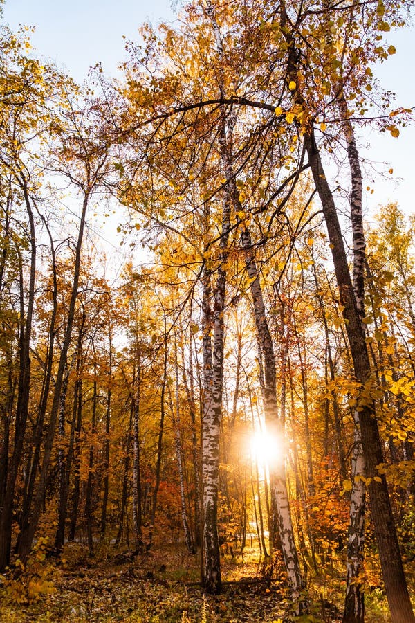 Autumn Landscape in the Park in Sunny Weather Stock Photo - Image of ...