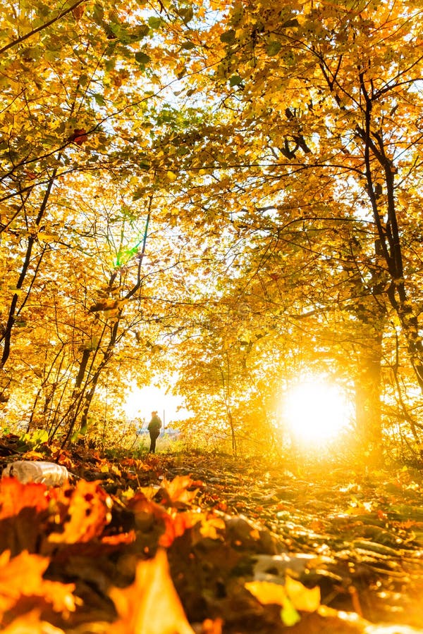 Autumn Landscape in the Park in Sunny Weather Stock Image - Image of ...