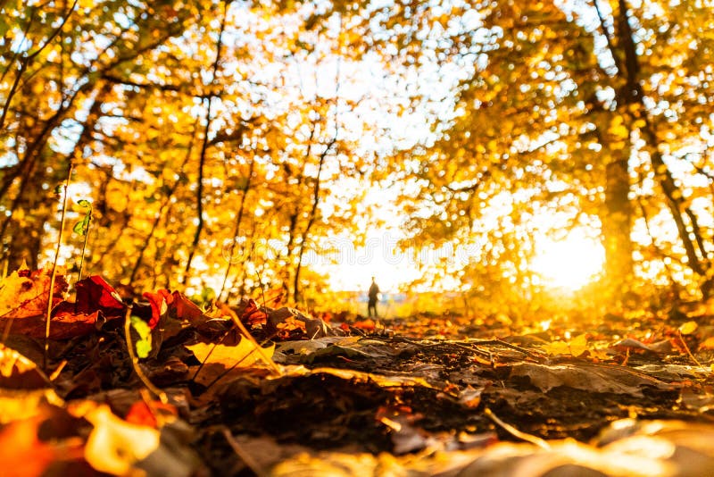 Autumn Landscape in the Park in Sunny Weather Stock Photo - Image of ...