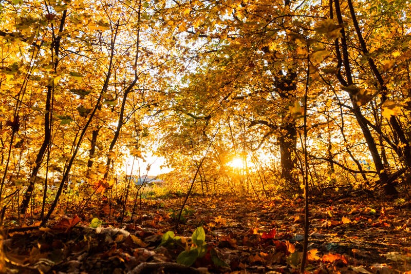 Autumn Landscape in the Park in Sunny Weather Stock Photo - Image of ...