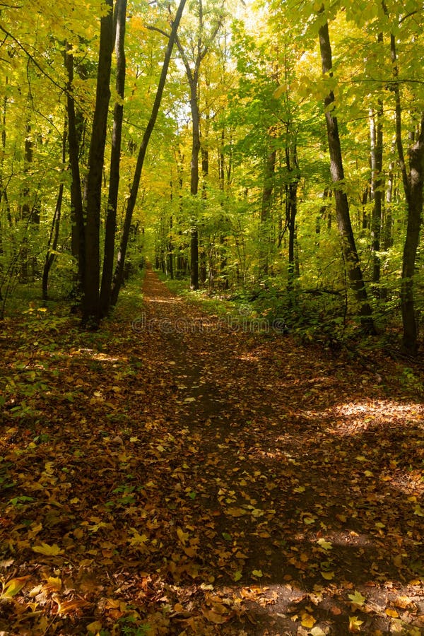 Autumn Landscape with Path in Deciduous Forest Stock Photo - Image of ...