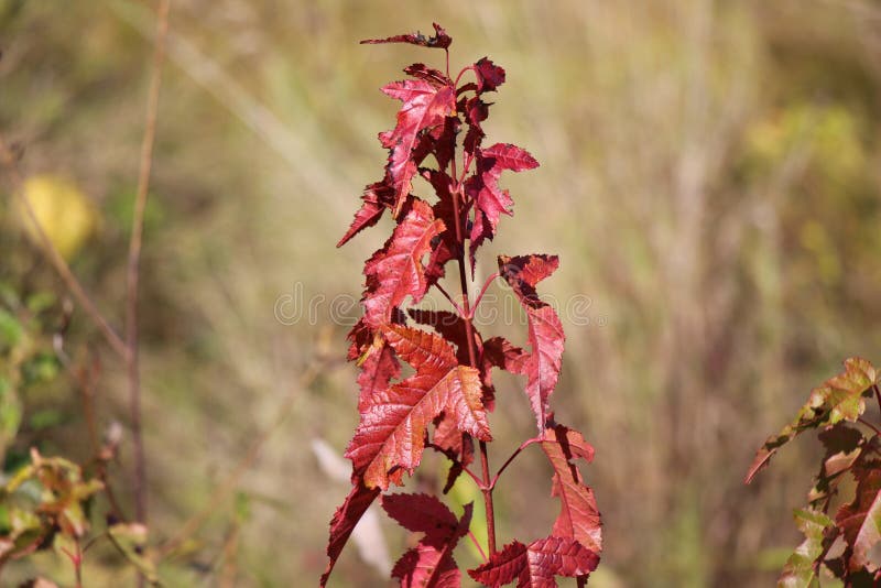 Autumn Landscape with Red Leaves / Branch with Red Leaves / Stock Photo ...
