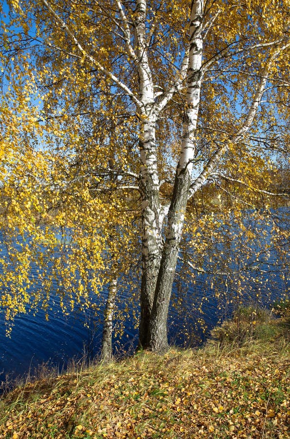Autumn Landscape with River and Birch Trees Stock Image - Image of ...