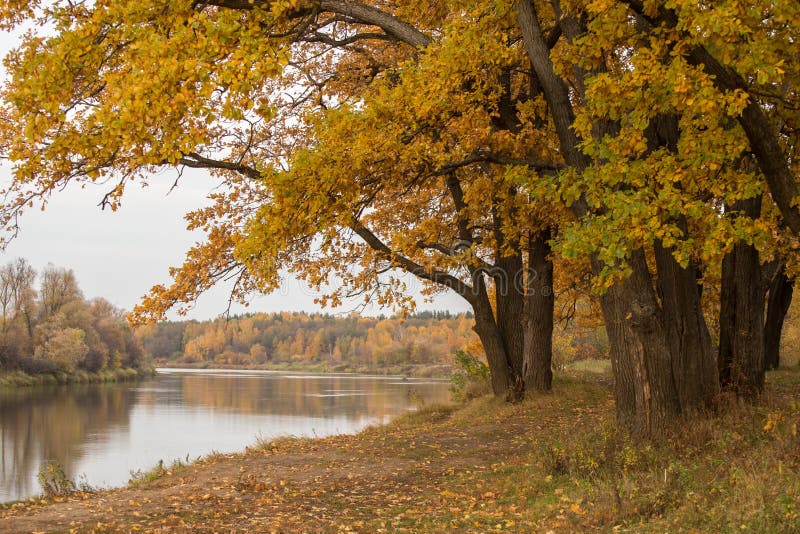 Autumn Landscape. Walking on Fall Forest, Park, Yellow Golden Trees ...