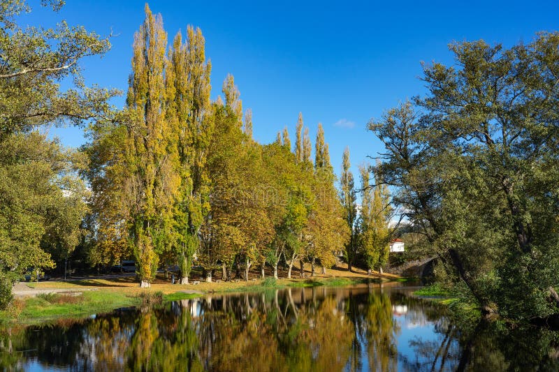 Autumn Landscape of a Riverside Forest with Tall Poplars Reflected in ...