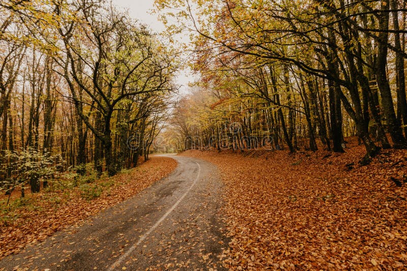 Autumn Landscape with Road and Beautiful Colored Trees Stock Image ...