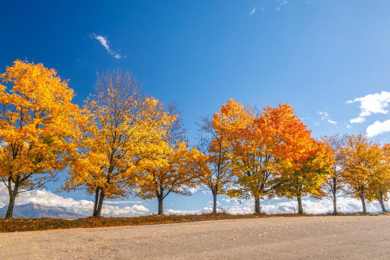 Autumn Landscape with a Row of Colored Trees Stock Photo - Image of ...