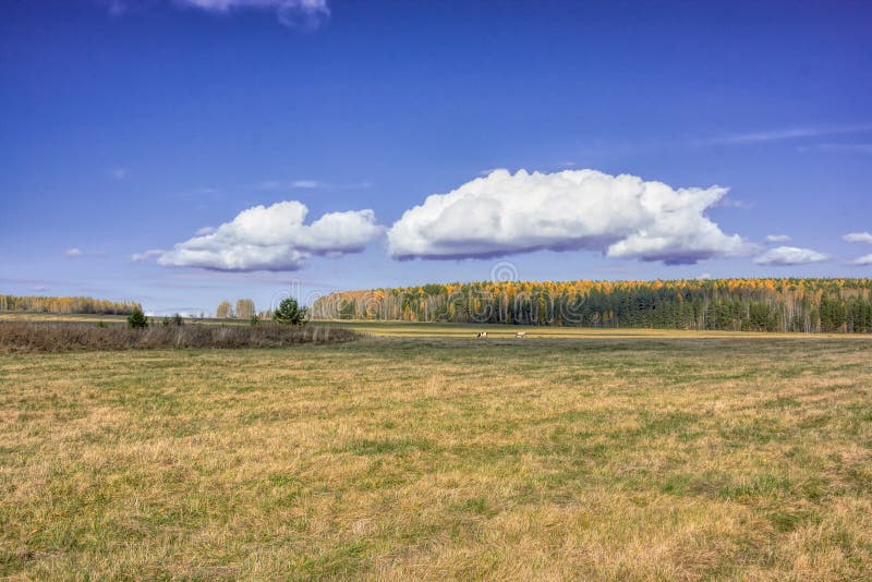 Autumn Landscape Sloping Meadow on a Background of Forest and Mountains ...