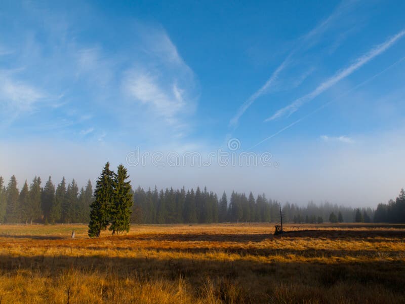Autumn Landscape with Spruces Stock Photo - Image of tree, sunny: 49508572