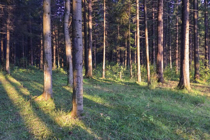 Autumn Landscape at Sunset in the Coniferous Forest. the Rays of the ...