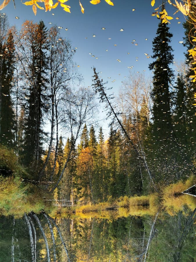 Autumn Landscape on a Taiga River. Reflection of the Forest in the ...
