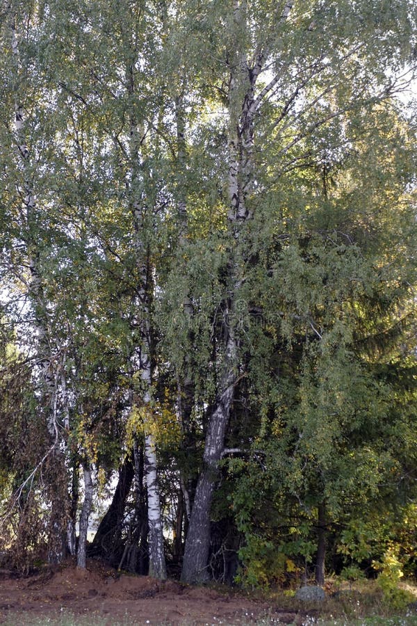 Autumn Landscape. Tall Birch Trees on the Edge of the Forest on the ...
