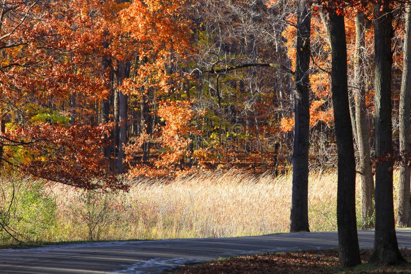 Tall autumn trees stock image. Image of pine, season - 15844899