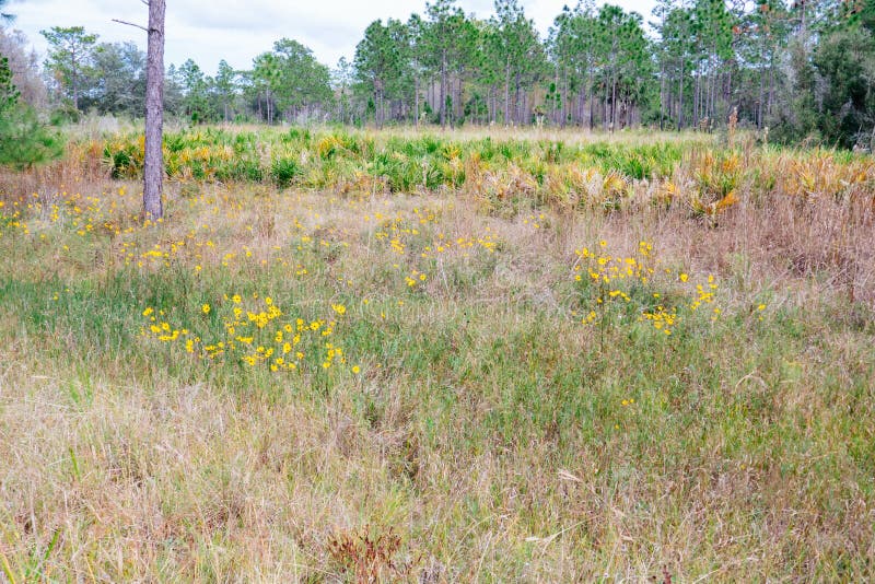 Autumn landscape of Tampa stock image. Image of mountain - 201272985