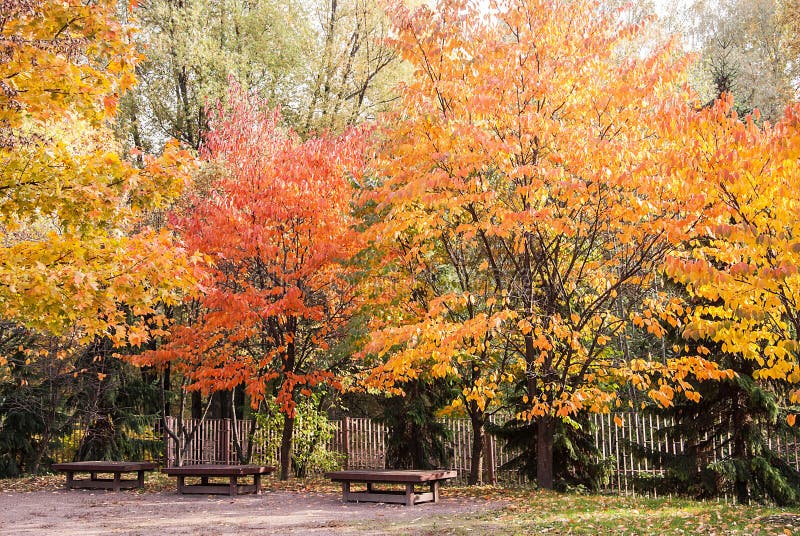Benches Under the Autumn Trees in a Park Stock Image - Image of warm ...