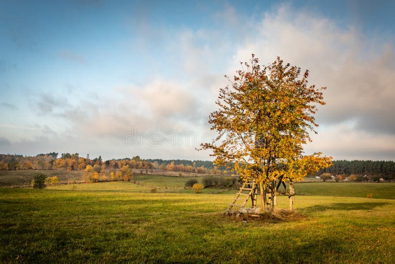 Autumn Landscape with a Tree Stock Image - Image of nature, hill: 228775795