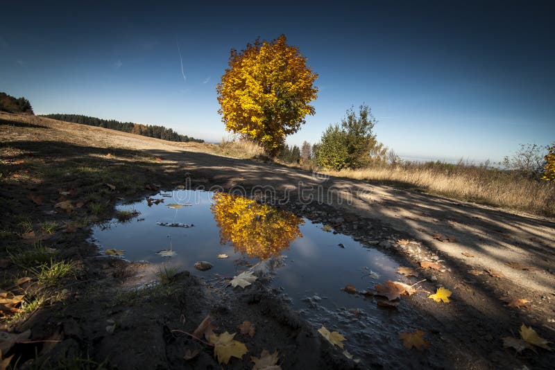 Autumn Landscape with Tree stock photo. Image of nature - 80667976