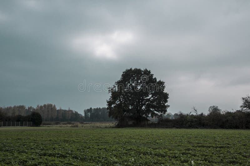 Autumn Landscape. Tree on a Cloudy Day Over Empty Field Stock Photo ...